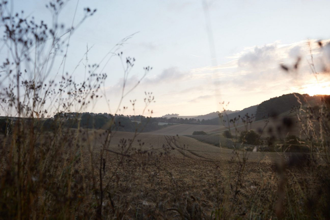 Explore the Wiston Estate, award winning English wine