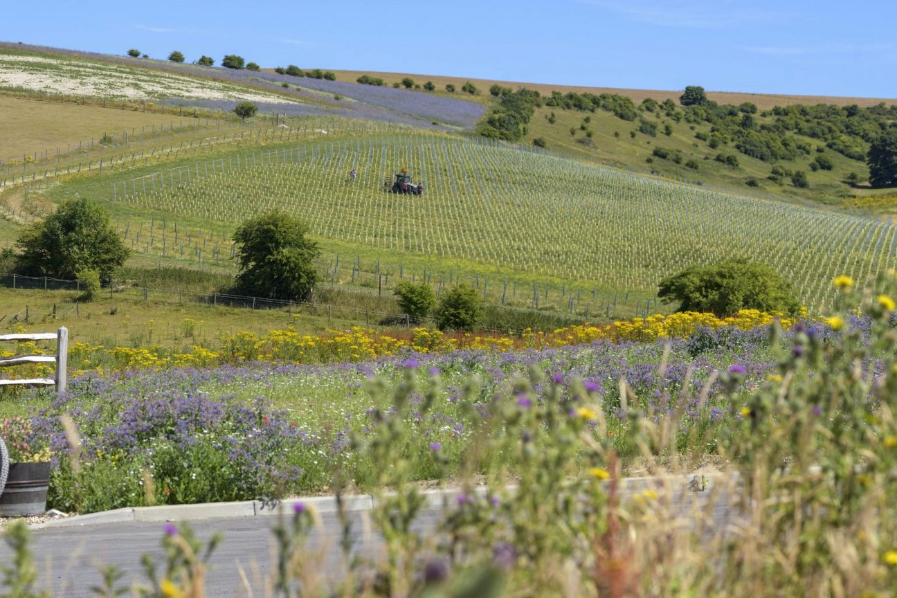 Explore Wiston Estate, home to Award-winning English Sparkling Wine