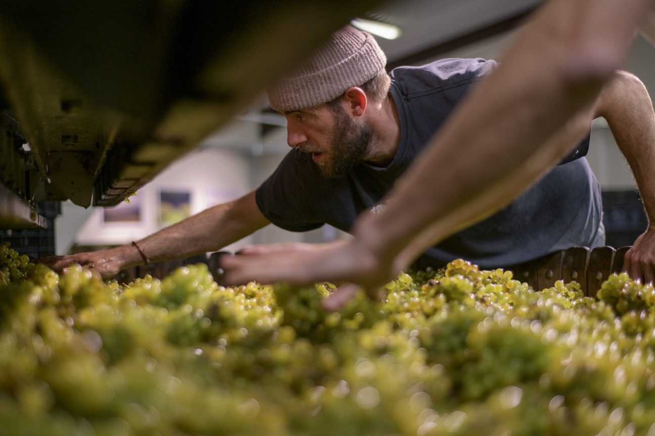 From Vine to Glass: Steps to Making Sparkling Wine