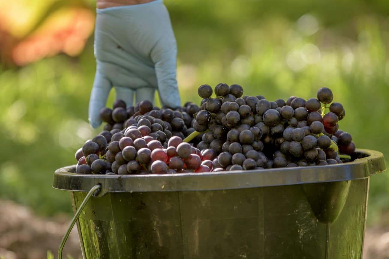 Wiston Estate | Award Winning English Sparkling Wine