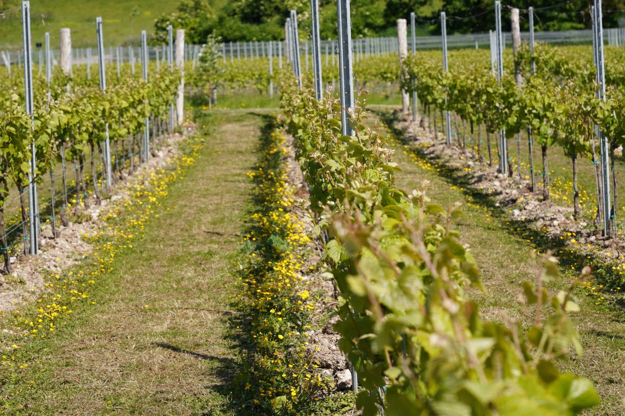 Vineyard Stories, June Updates | Wiston Estate Journal